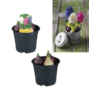 Discount alimentaire - NORMA | Bulbes de jacinthes trio | Notre ...