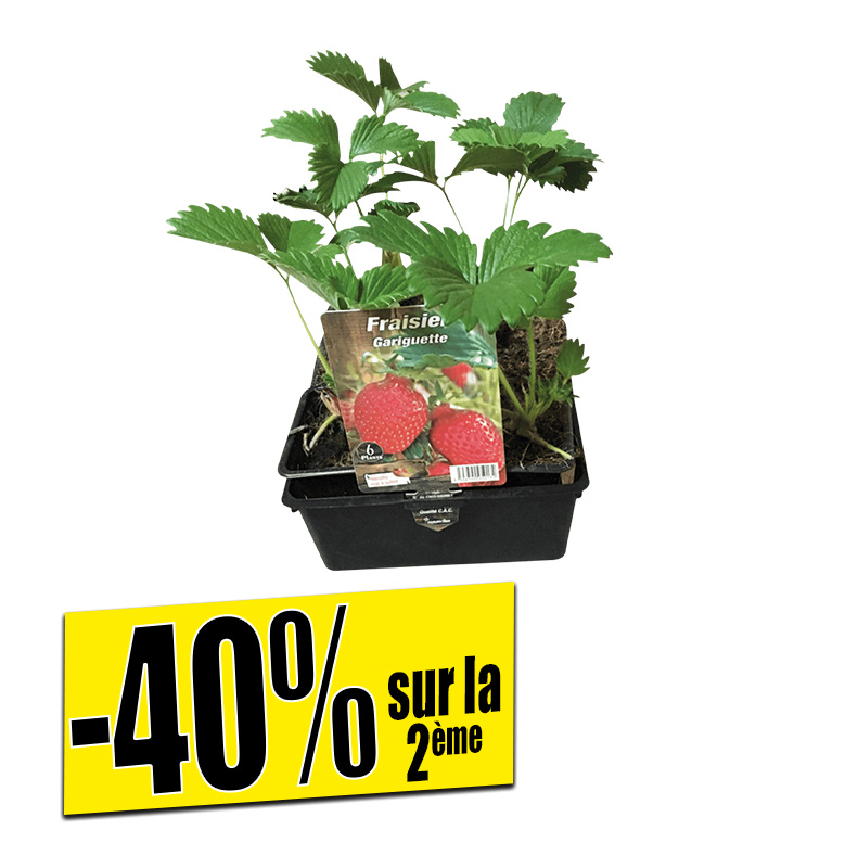Discount alimentaire - NORMA | Plants de fraisiers | Fleurissez pour ...